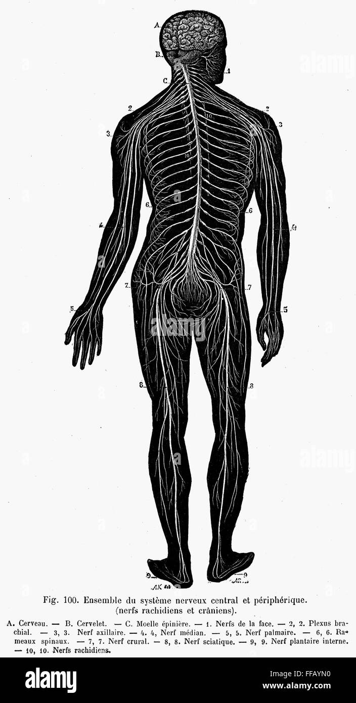 Système nerveux humain. /N xixe siècle dessin, Français, des systèmes ...