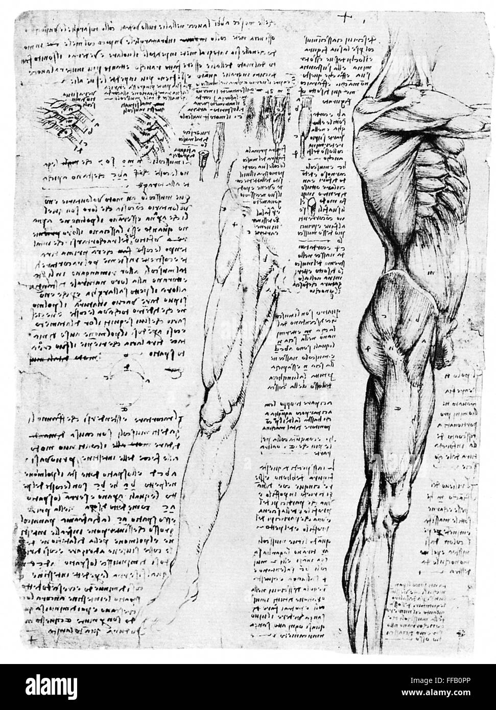 LEONARDO : anatomie, c1510. /NPen et étude d'encre par Leonardo da ...