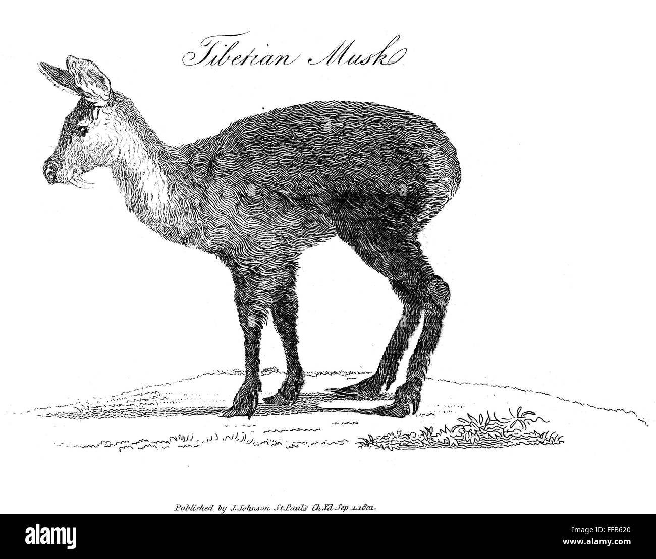 Cerf anglais Banque de photographies et d’images à haute résolution - Alamy