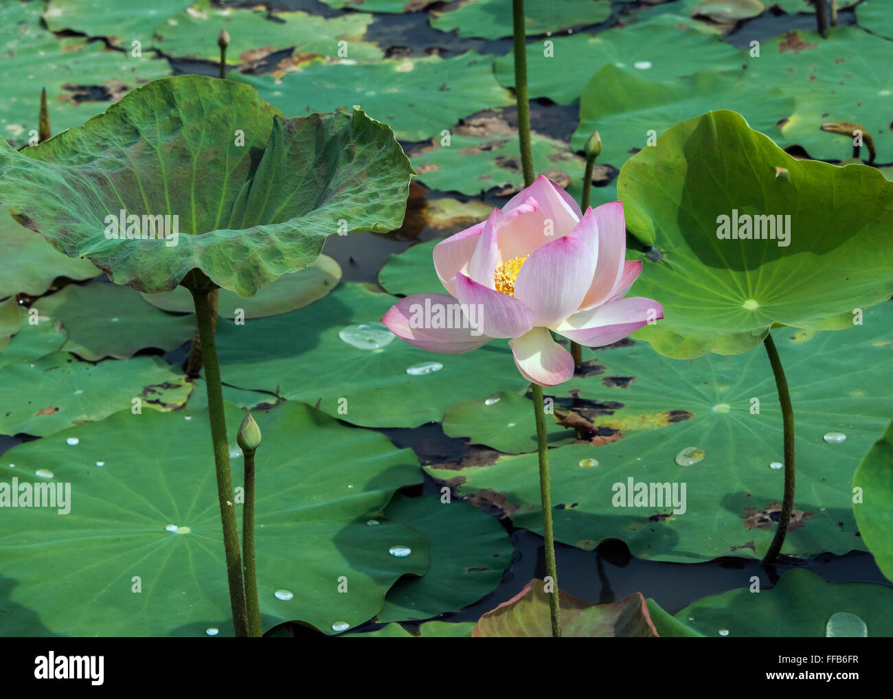 Ferme samatoa lotus Banque de photographies et d’images à haute ...