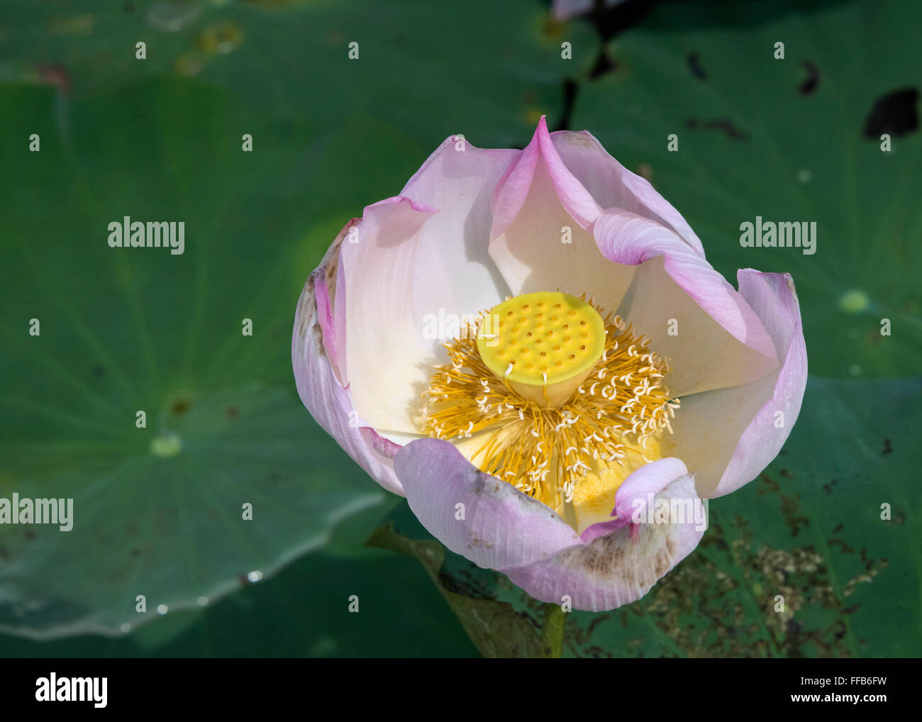 Ferme samatoa lotus Banque de photographies et d’images à haute ...