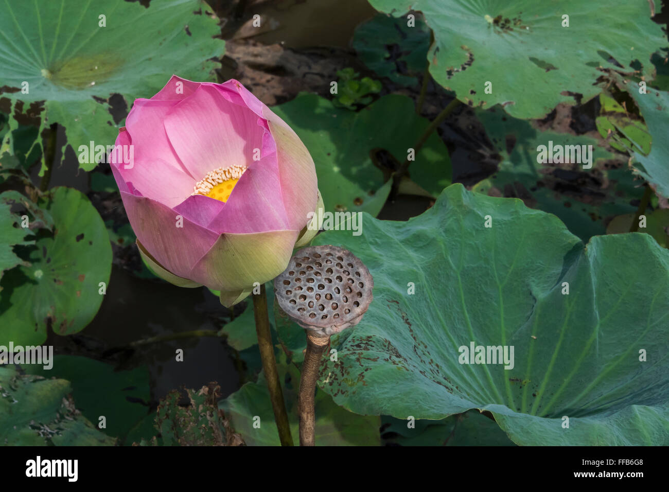 Ferme samatoa lotus Banque de photographies et d’images à haute ...
