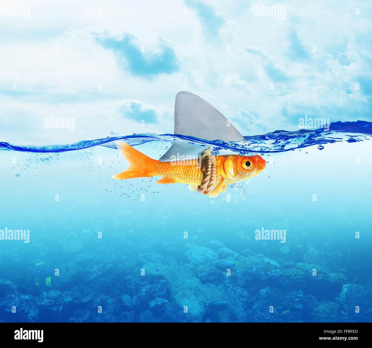 Poisson de mer rouge Banque de photographies et d’images à haute ...