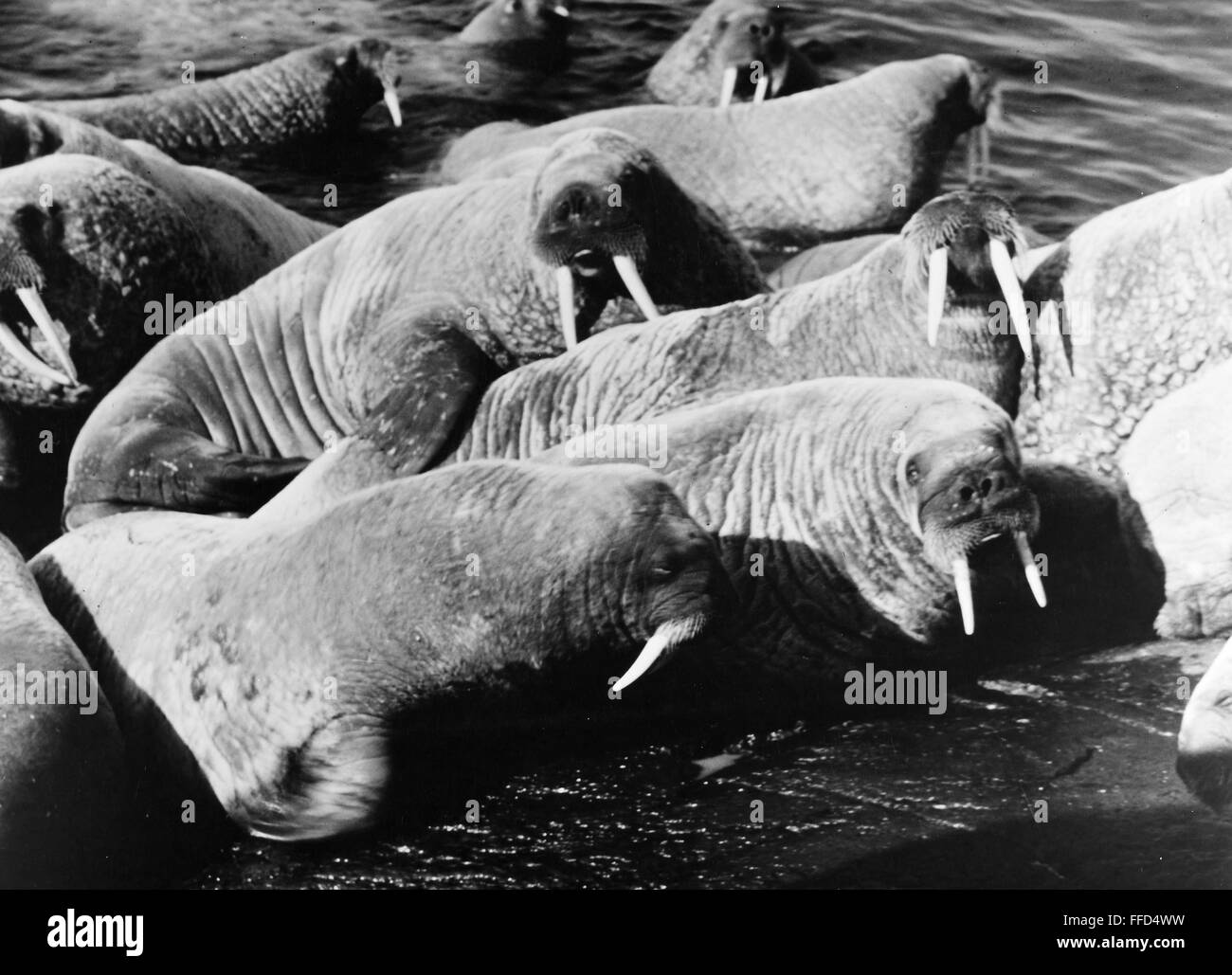 Biologie du morse Banque de photographies et d’images à haute ...