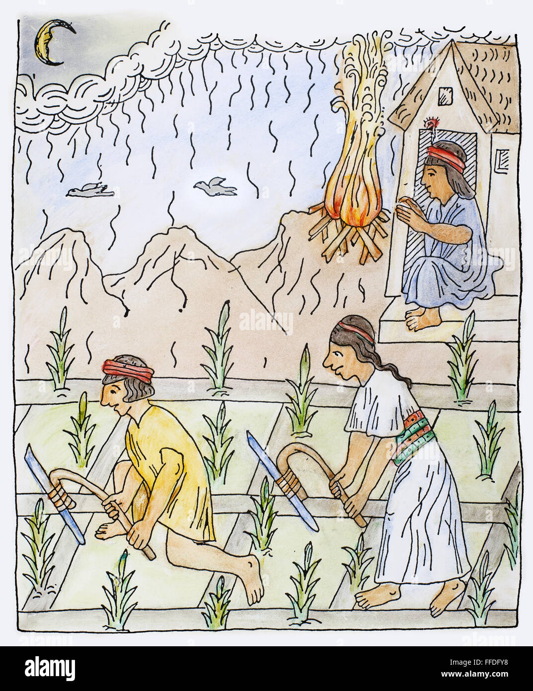 La culture Inca. /NIncas cultiver un champ de maïs. Dessin, plume et ...