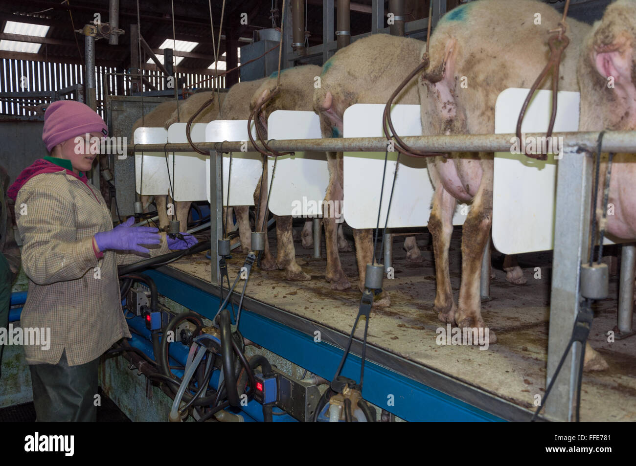 La traite des brebis en une salle de traite Photo Stock - Alamy