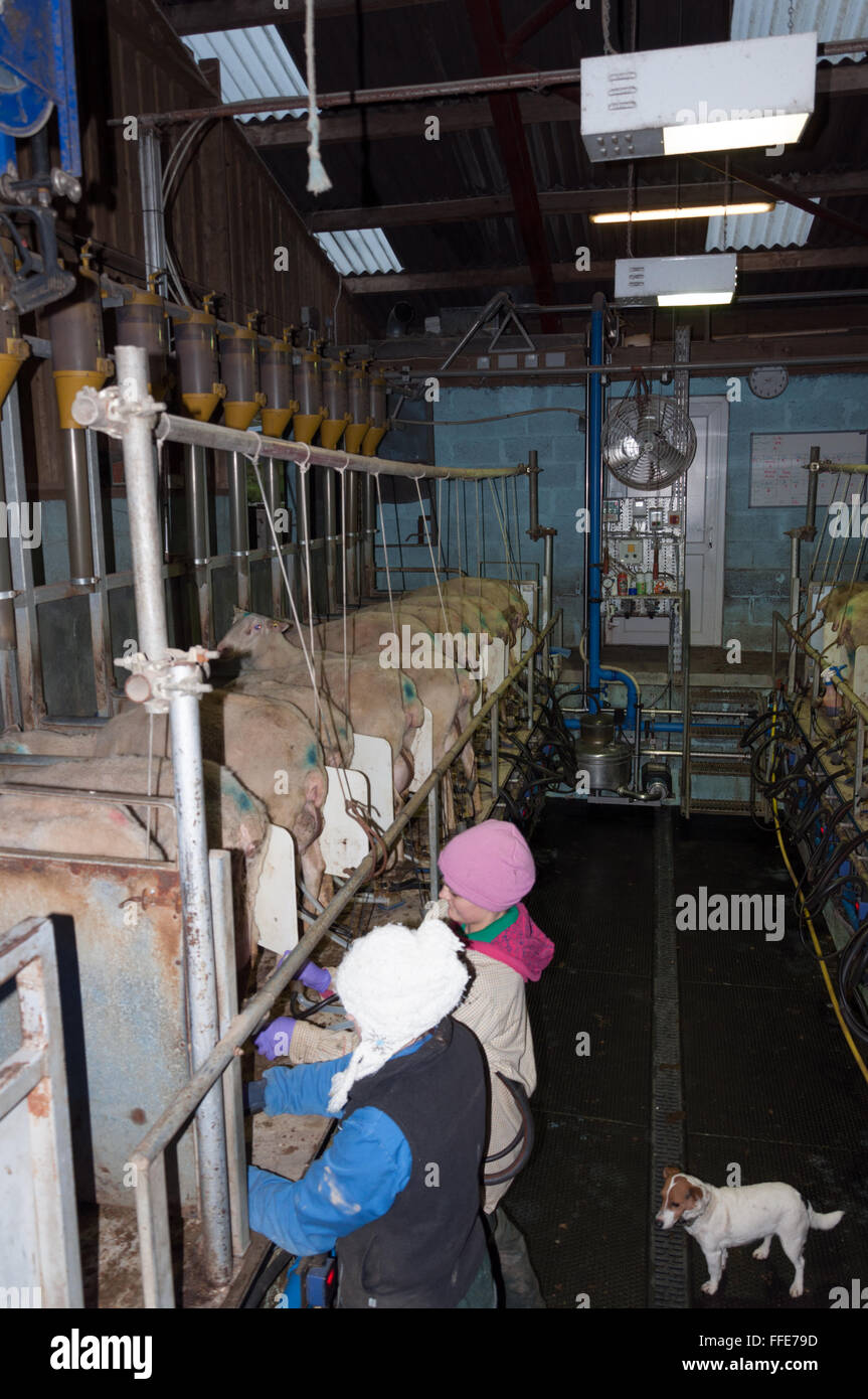 Milking sheep Banque de photographies et d’images à haute résolution ...