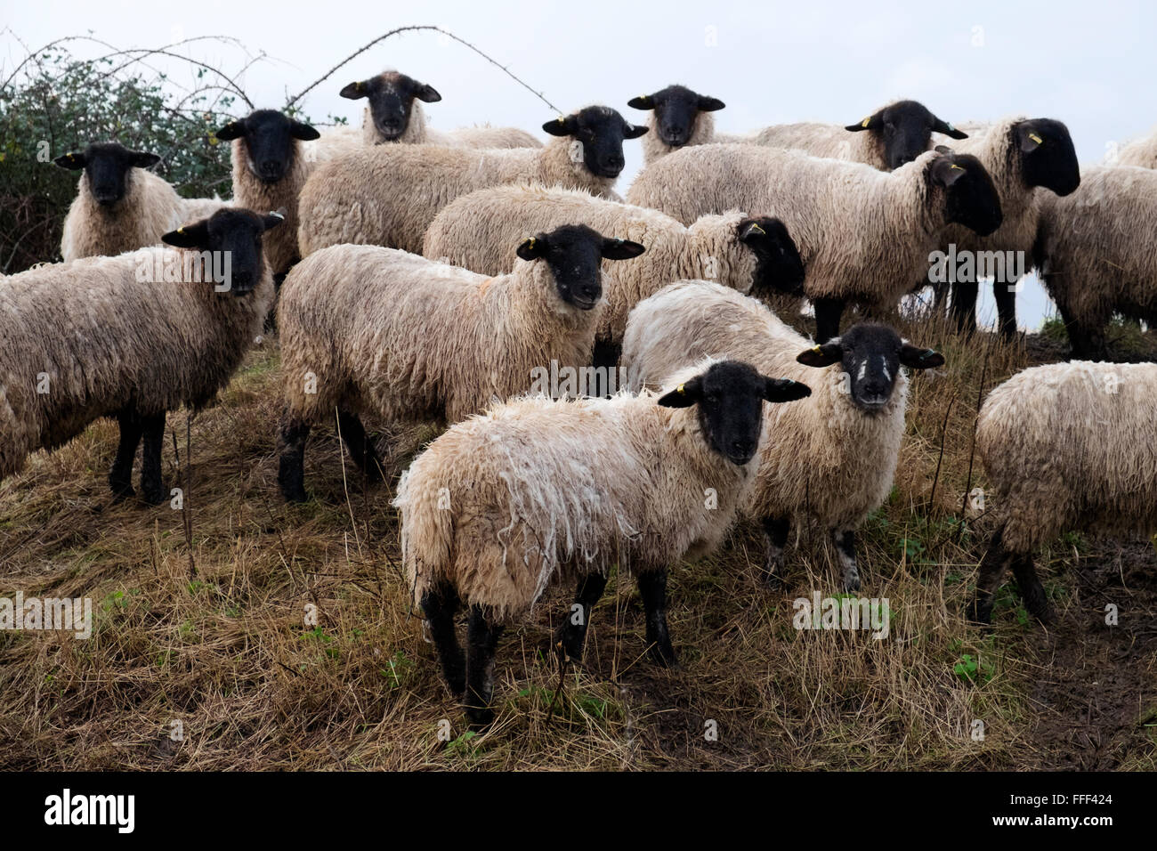 Moutons races de moutons Banque de photographies et d’images à haute ...