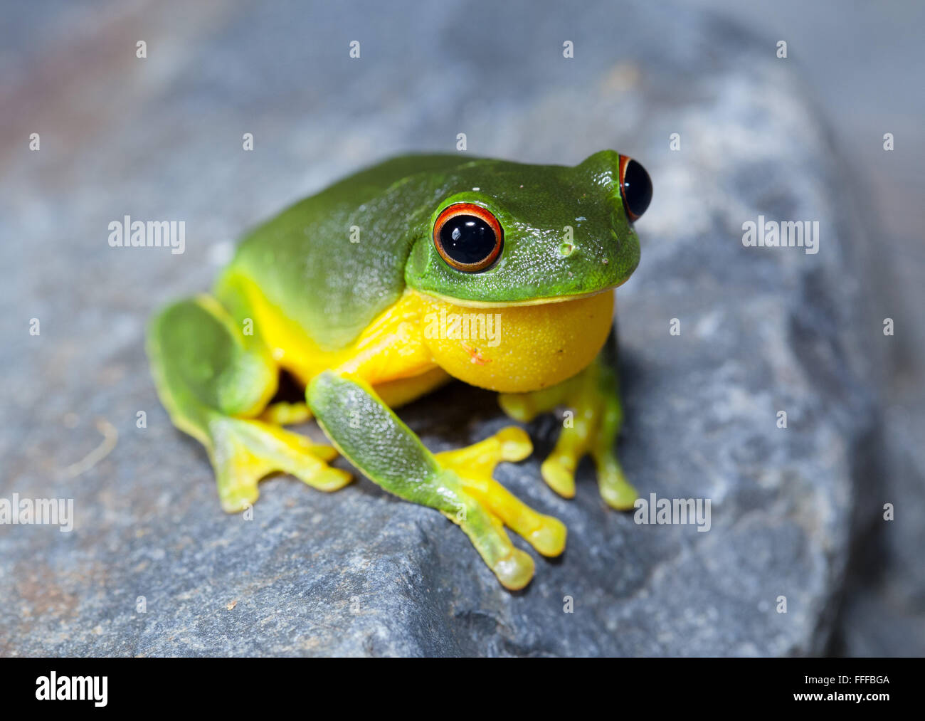 Grenouille arboricole Banque de photographies et d’images à haute ...