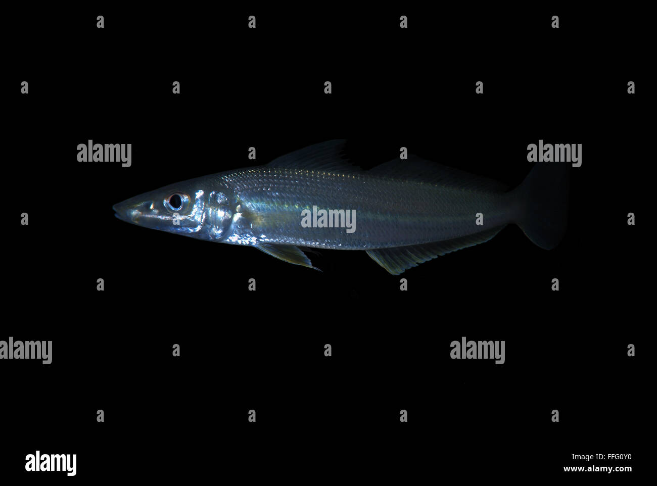 Sillago sihama Banque de photographies et d’images à haute résolution ...