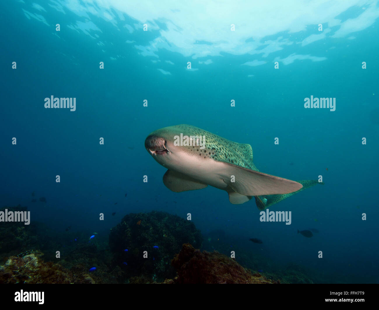 Zebra shark Banque de photographies et d’images à haute résolution - Alamy