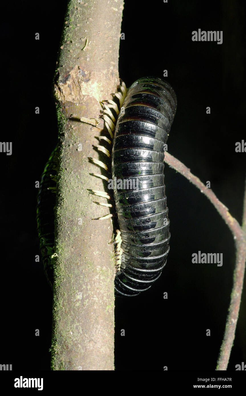 Mille-pattes géant sri-lankais ou mille-pattes noir géant ...