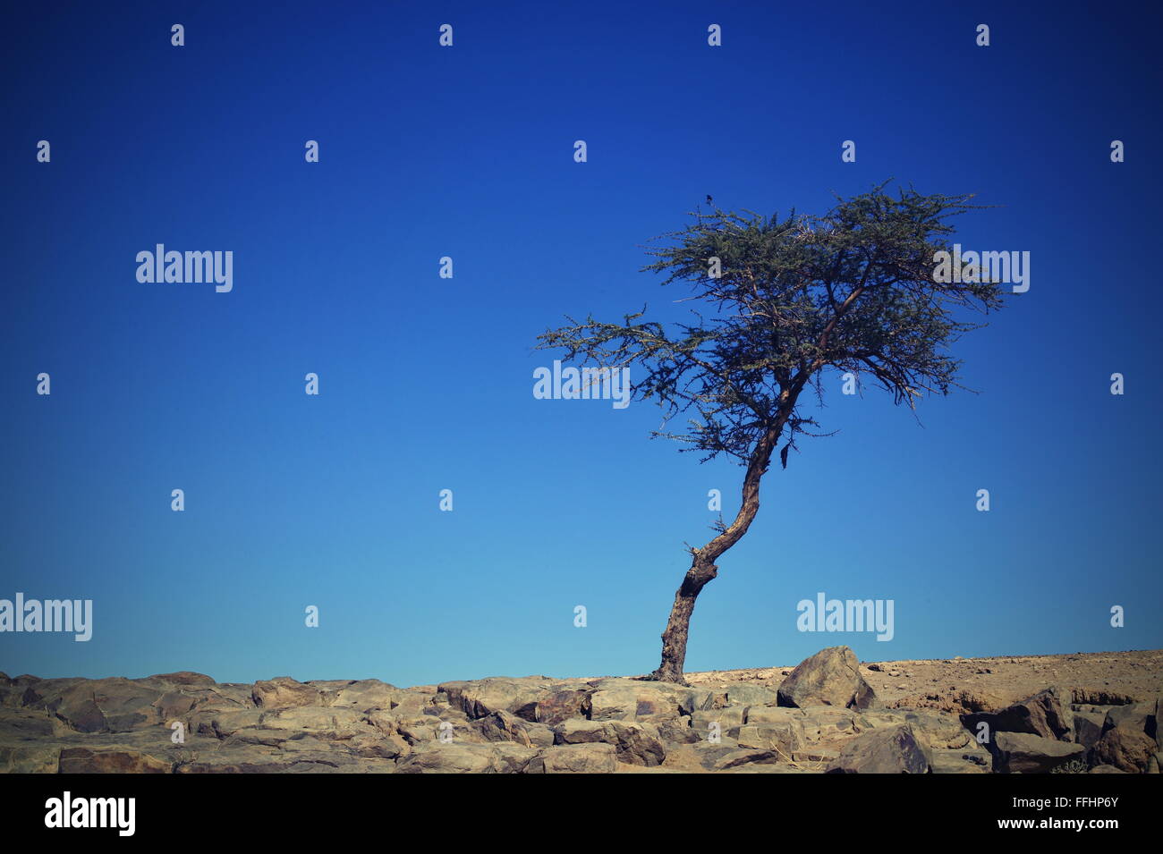 Arbre en désert du Sahara au Maroc près de Mhamid Photo Stock - Alamy