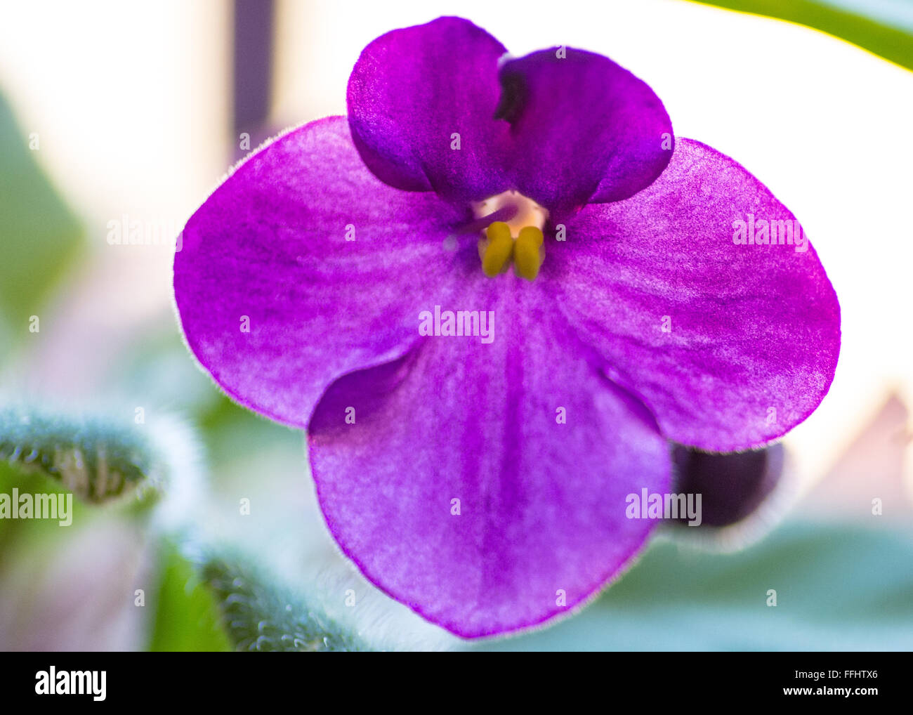 Violette africaine Banque de photographies et d’images à haute ...