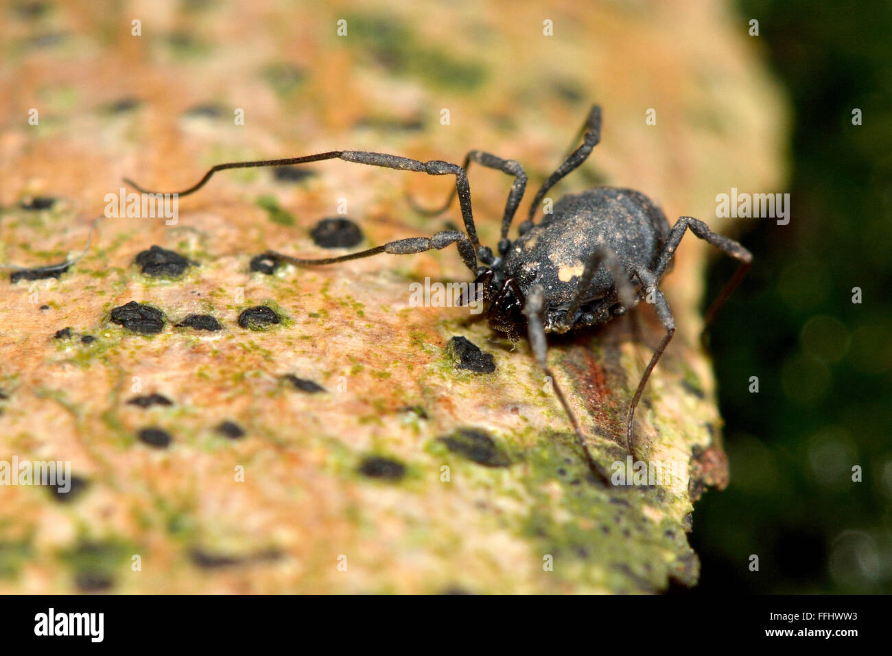Nemastoma bimaculatum harvestman araignée. L'invertébré dans ...