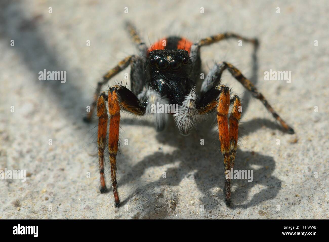Litoria brevipes theridiidae tête sur. Une araignée mâle rouge et noir ...
