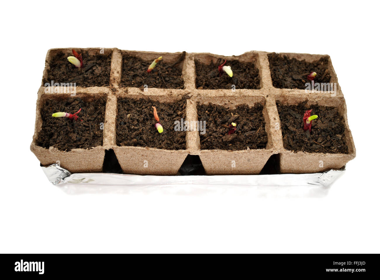 Planter des oignons au printemps Banque d'images détourées - Alamy