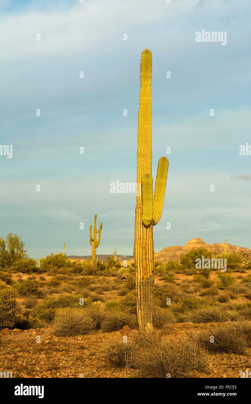 Clima desertico Banque de photographies et d’images à haute résolution ...