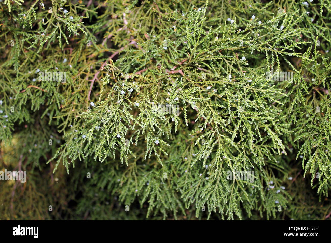 Rimu tree Banque de photographies et d’images à haute résolution - Alamy