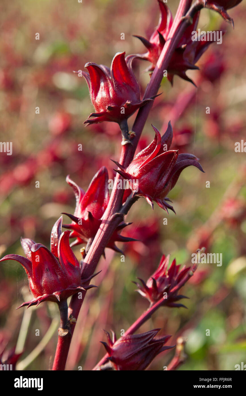 Champ de roselle Banque de photographies et d’images à haute résolution ...
