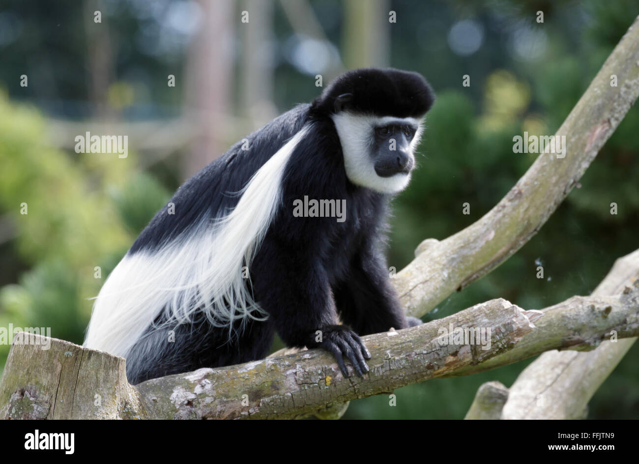 Singe colobe angolais noir et blanc Banque de photographies et d’images ...