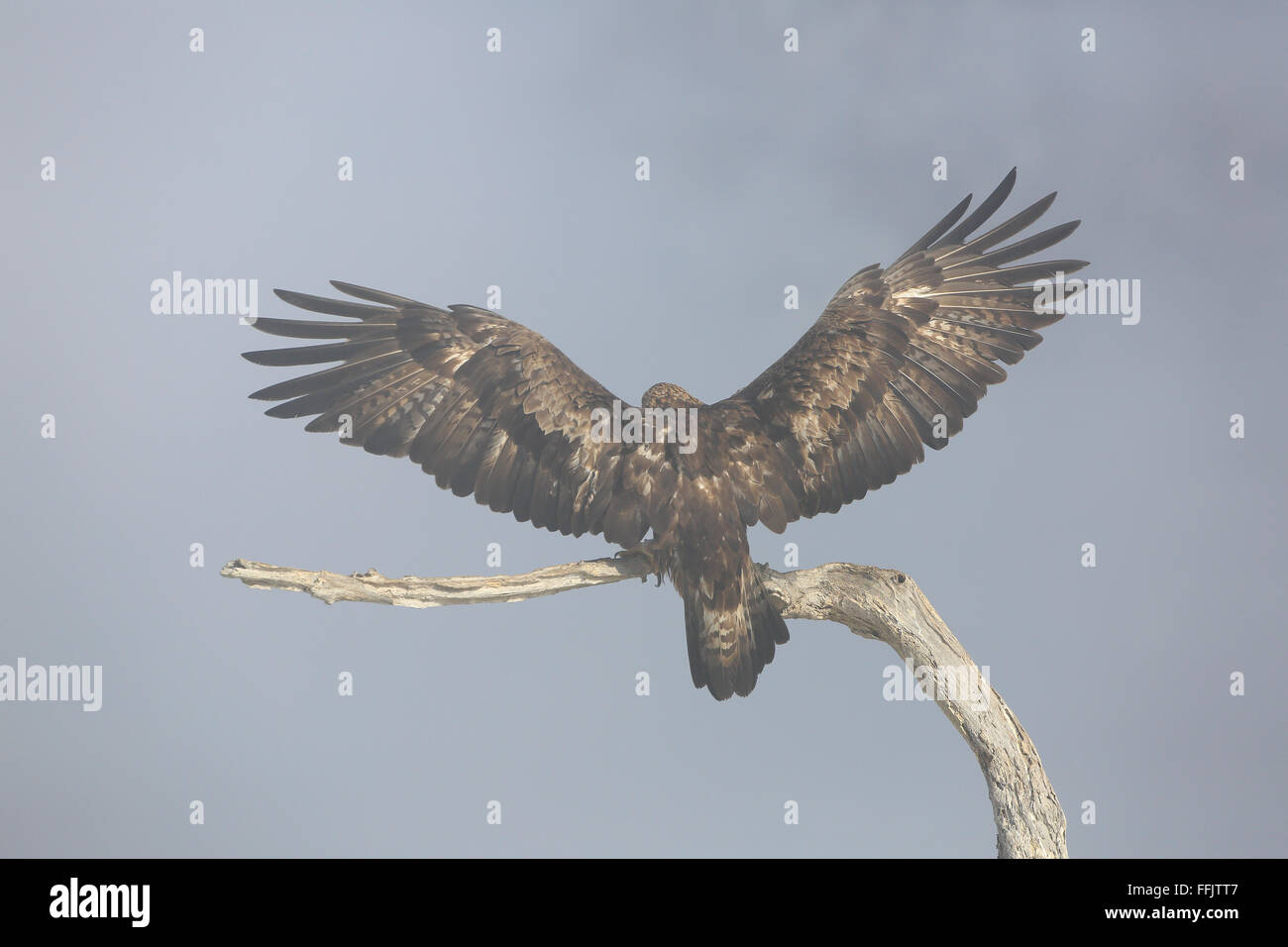 Golden eagle landing Banque de photographies et d’images à haute ...