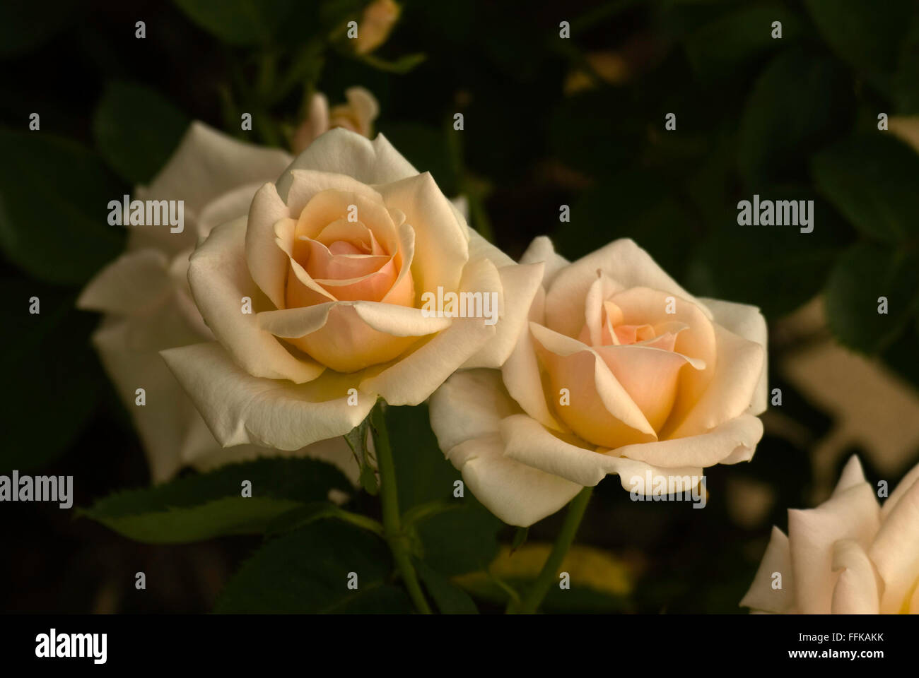 Jolie dame rose Banque de photographies et d’images à haute résolution ...