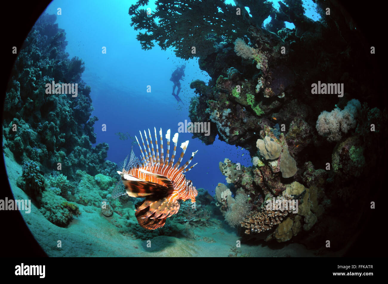 Plongeur et poisson scorpion Banque de photographies et d’images à ...