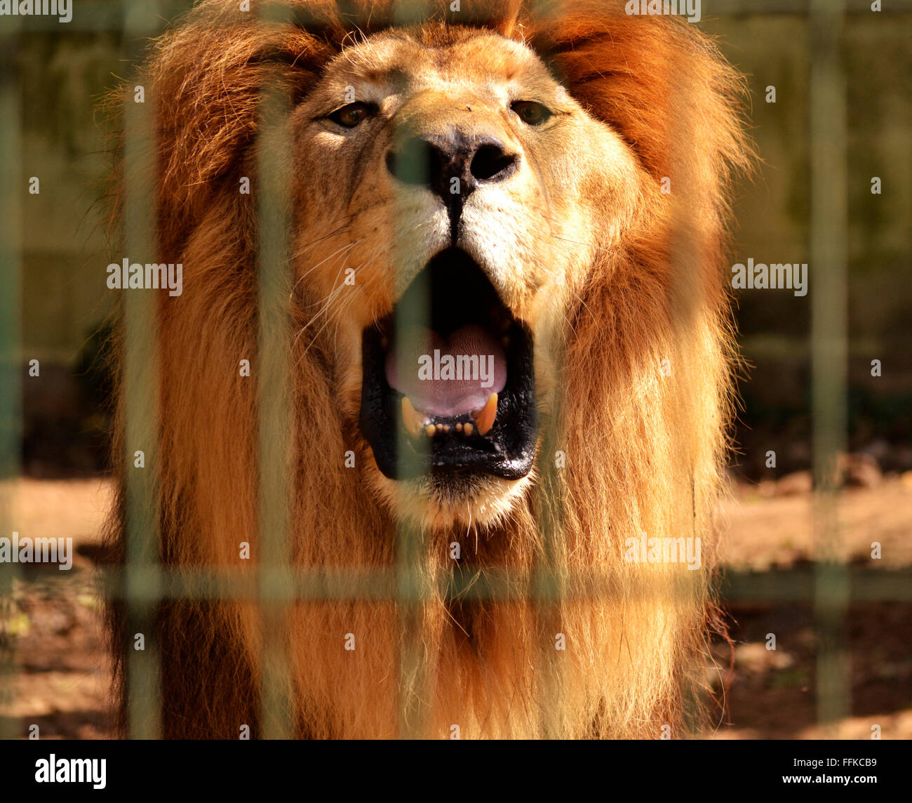 Lion en cage Banque de photographies et d’images à haute résolution - Alamy