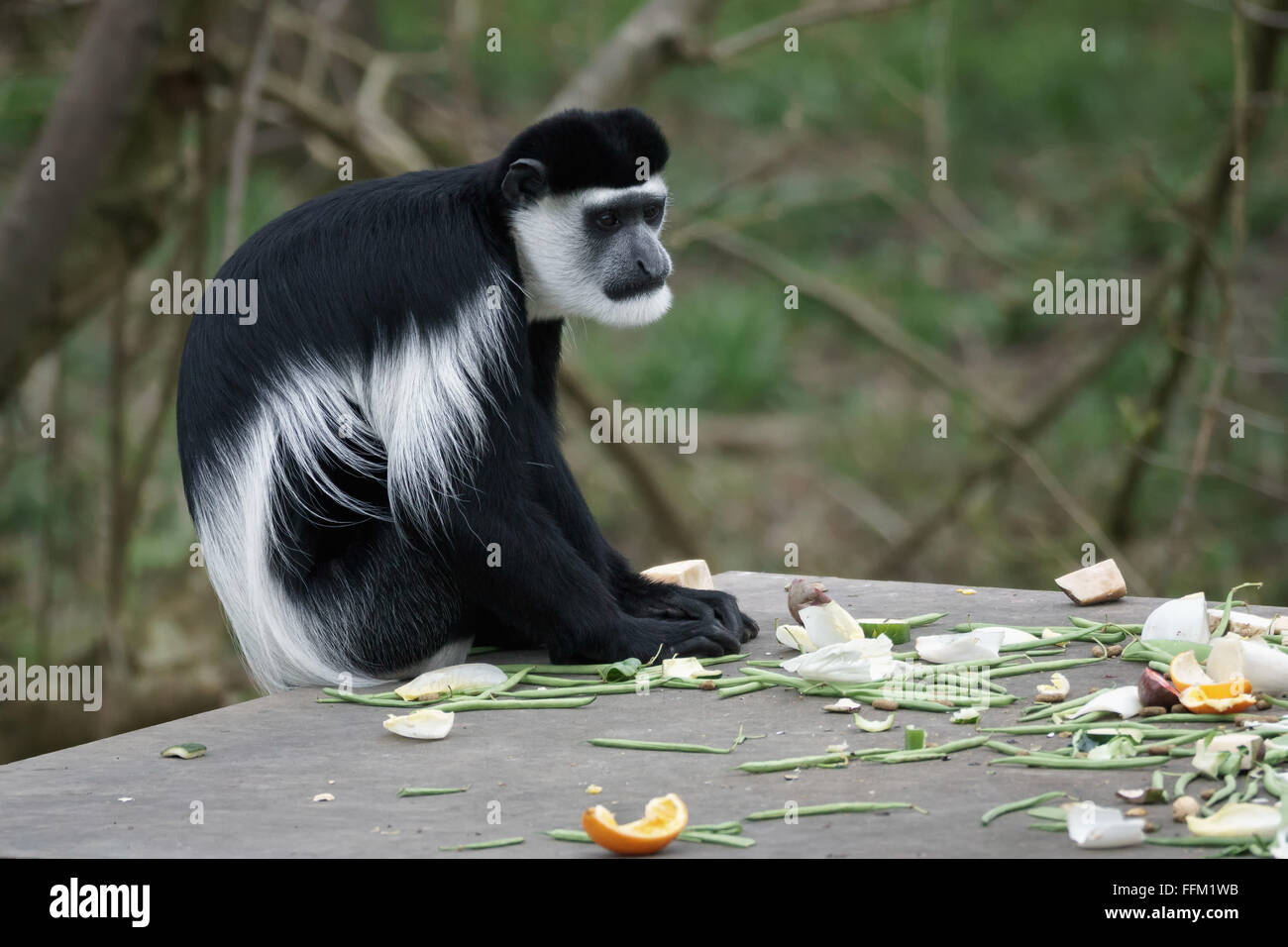 Singe colobe angolais noir et blanc Banque de photographies et d’images ...