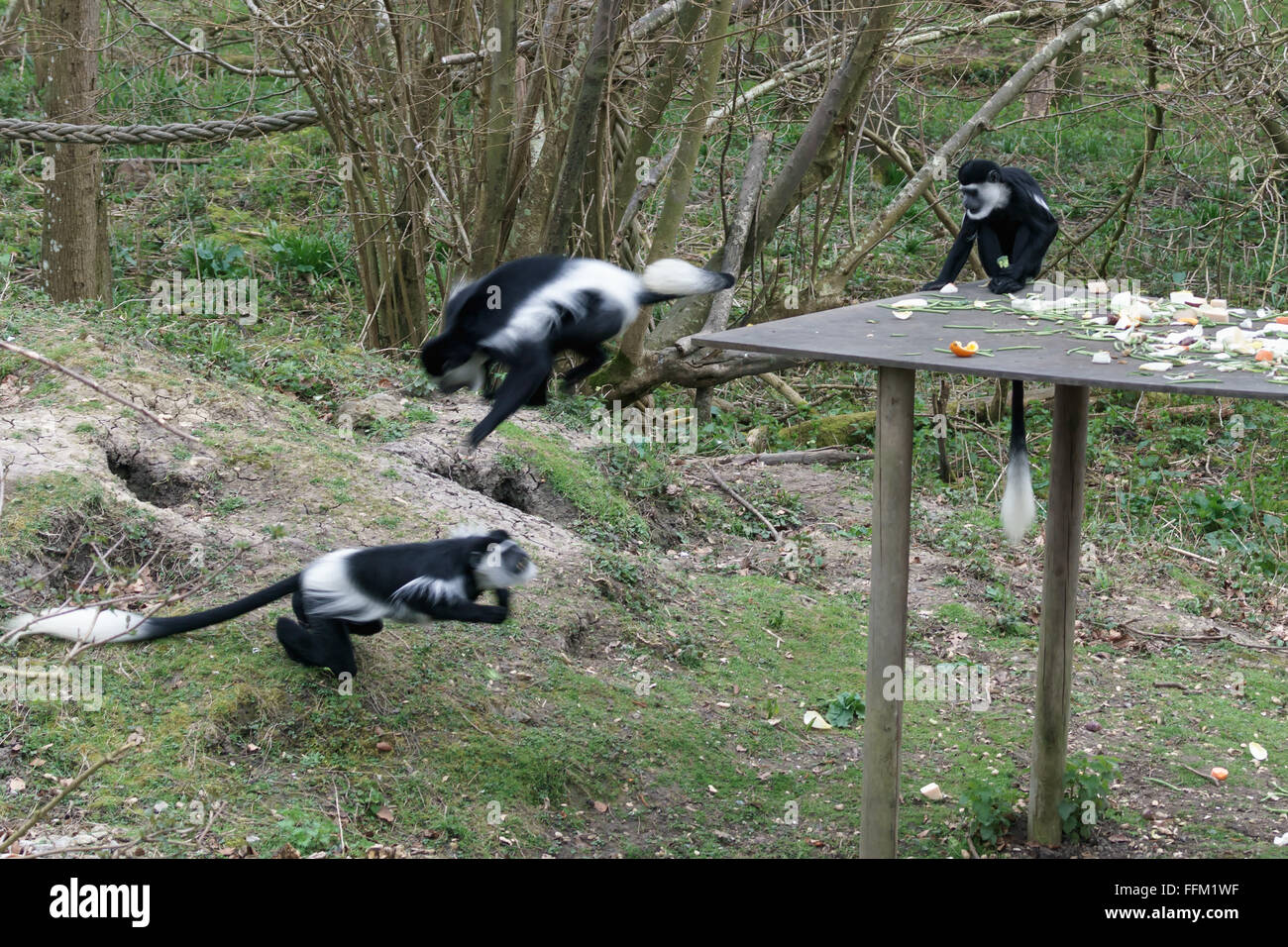 Singe colobe angolais noir et blanc Banque de photographies et d’images ...