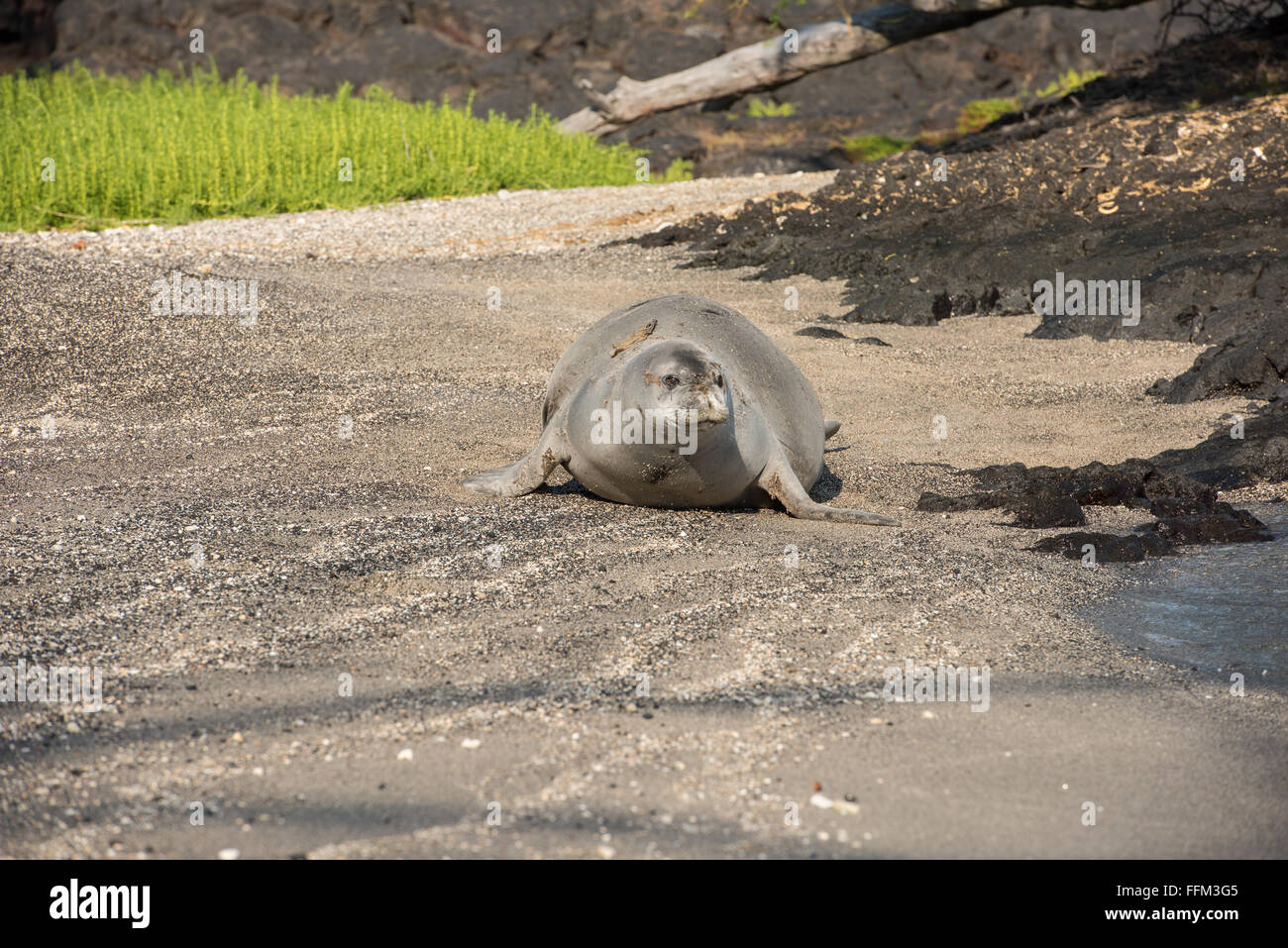 Phoque moine sur la plage Banque de photographies et d’images à haute résolution - Alamy