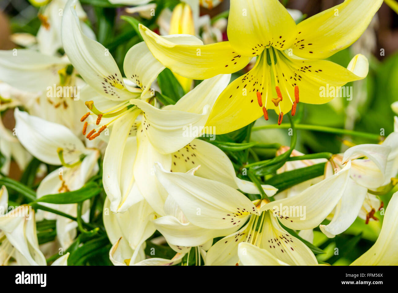 Lis jaunes Banque de photographies et d’images à haute résolution - Alamy