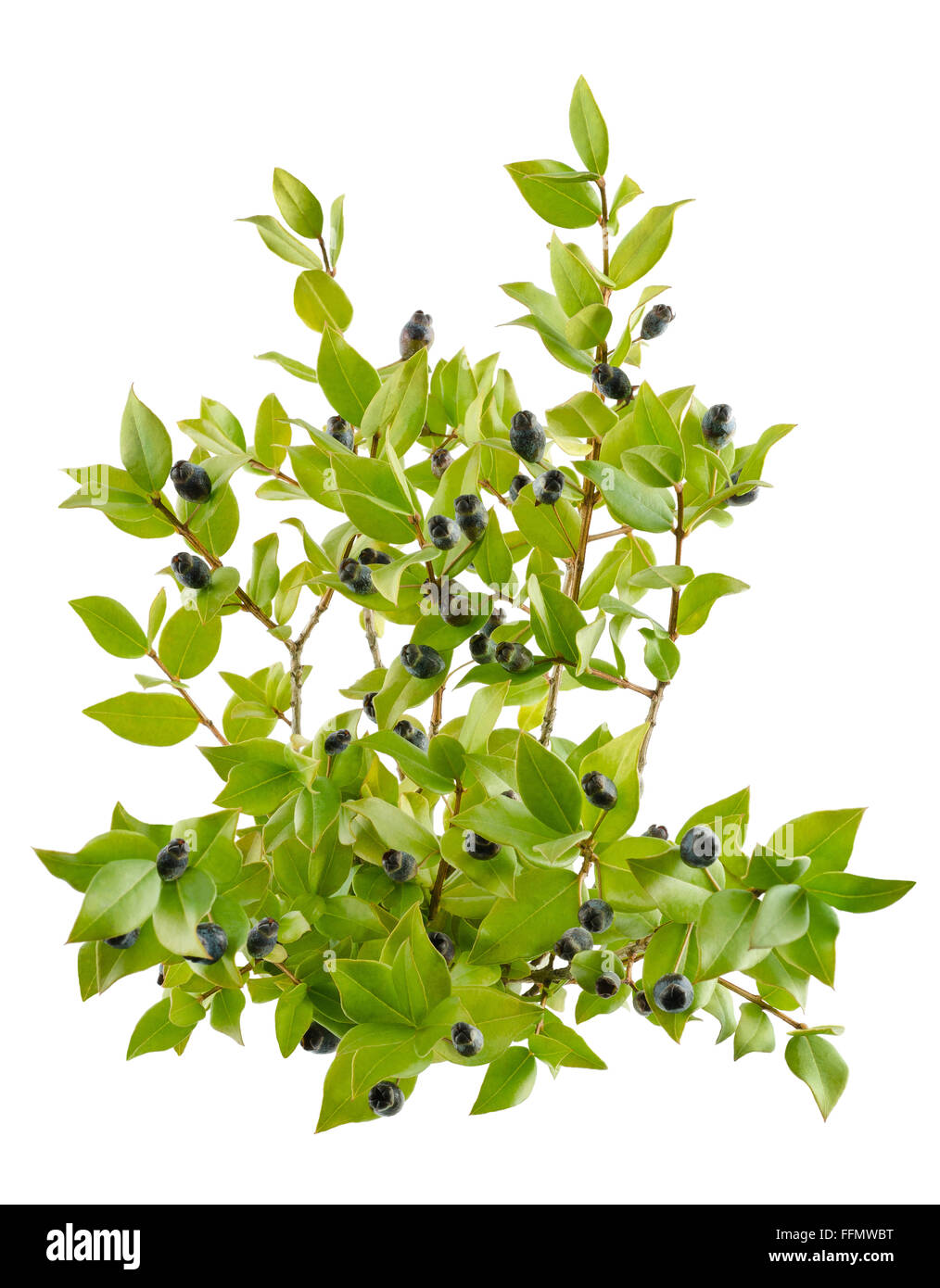 Evergreen myrtle tree myrtus communis Banque de photographies et d ...
