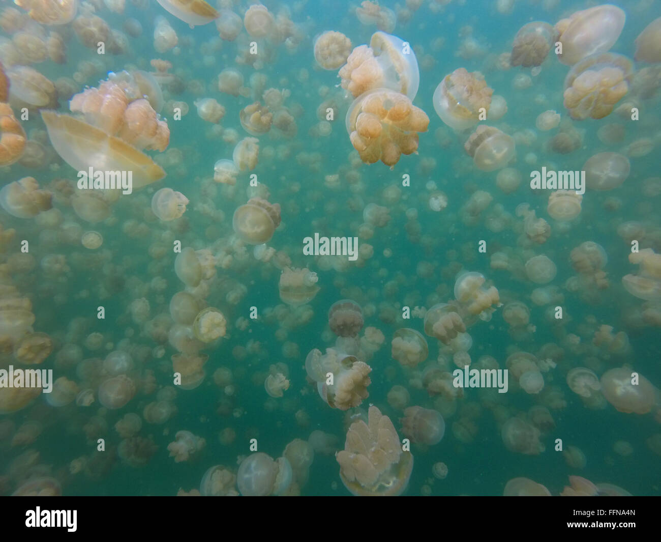 Golden medusa Banque de photographies et d’images à haute résolution ...