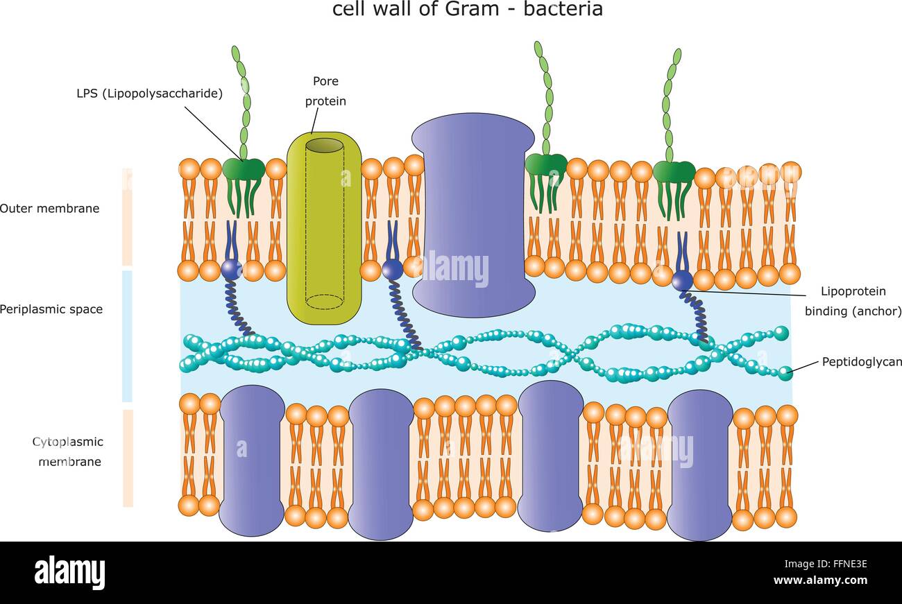 Schematic Diagram For The Identification Of Gram-positive Ha