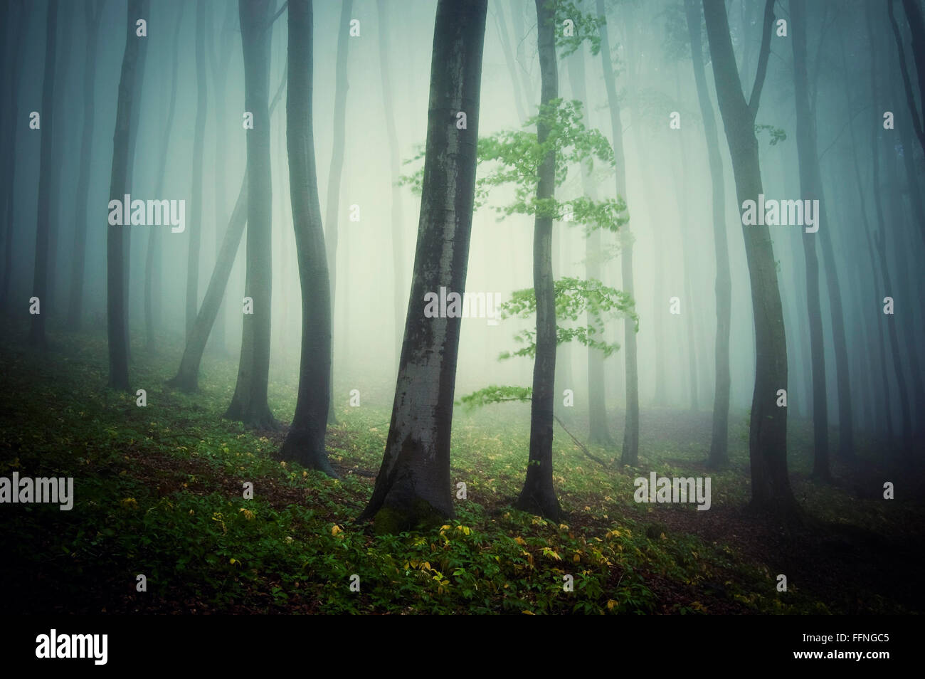 Foret printemps sous la pluie Banque de photographies et d’images à ...