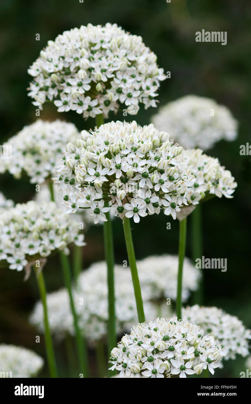 Allium nigrum Banque de photographies et d’images à haute résolution ...