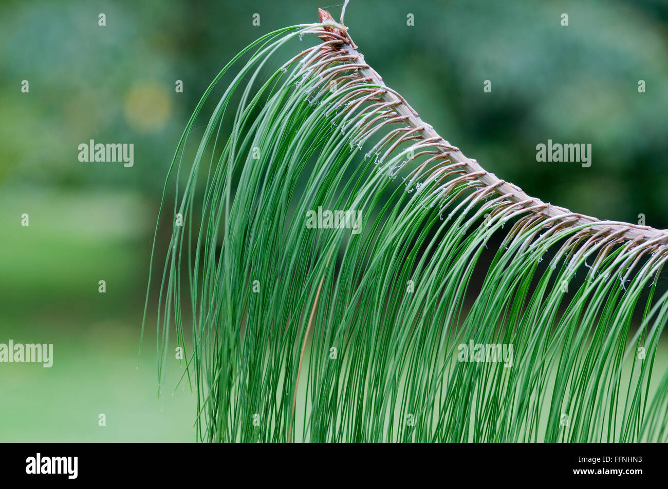 Pinus patula Banque de photographies et d’images à haute résolution - Alamy