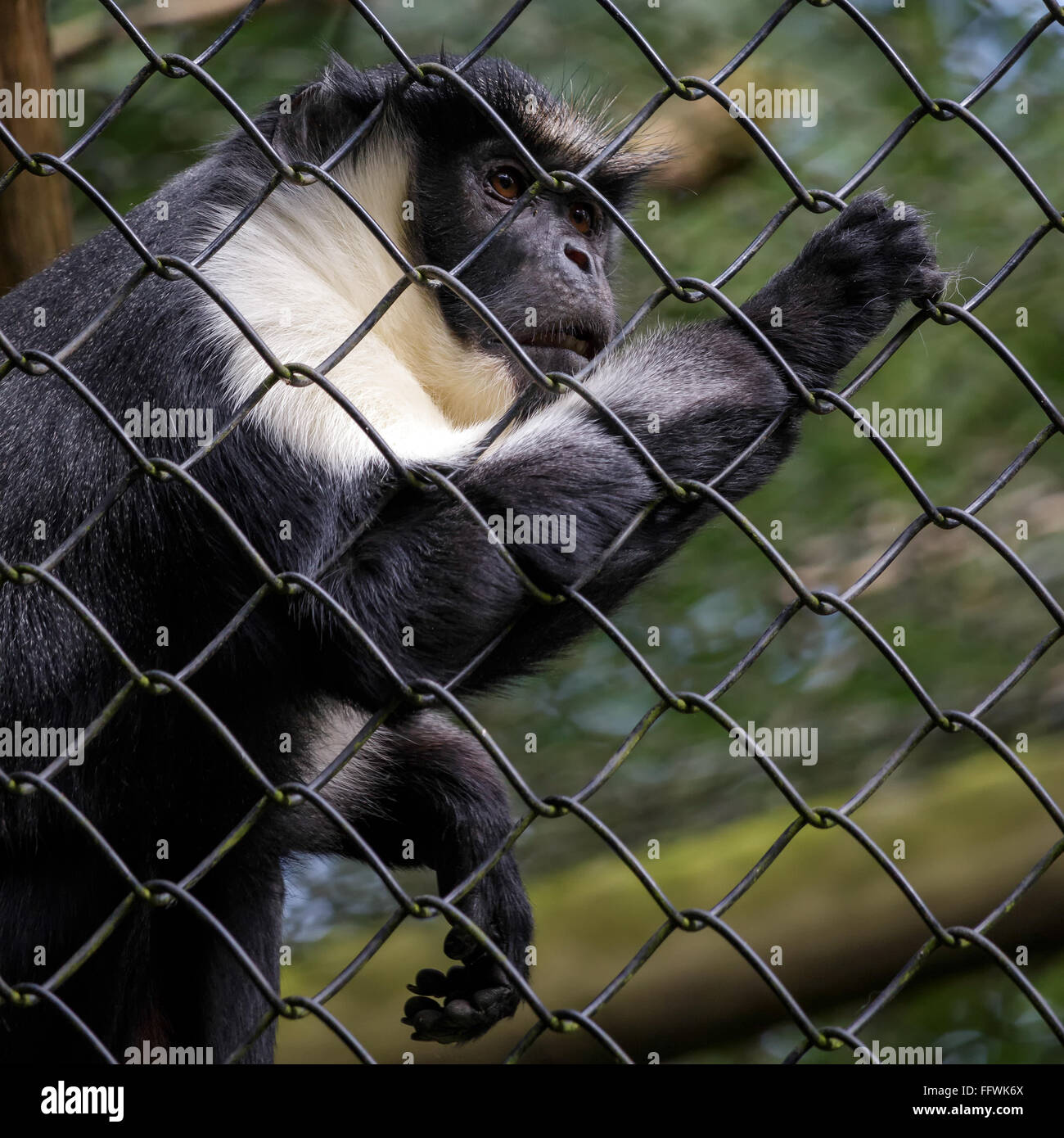 Diana monkey cercopithecus diana diana Banque de photographies et d ...