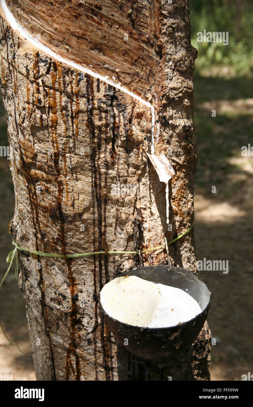 Para rubber tree hevea brasiliensis Banque de photographies et d’images ...