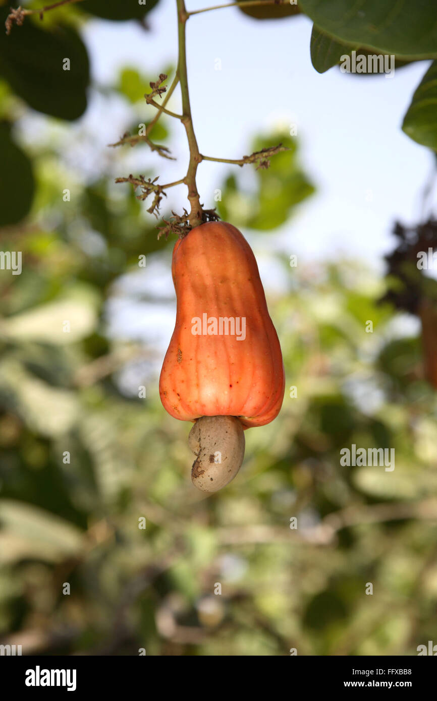 Cashew plantation Banque de photographies et d’images à haute ...
