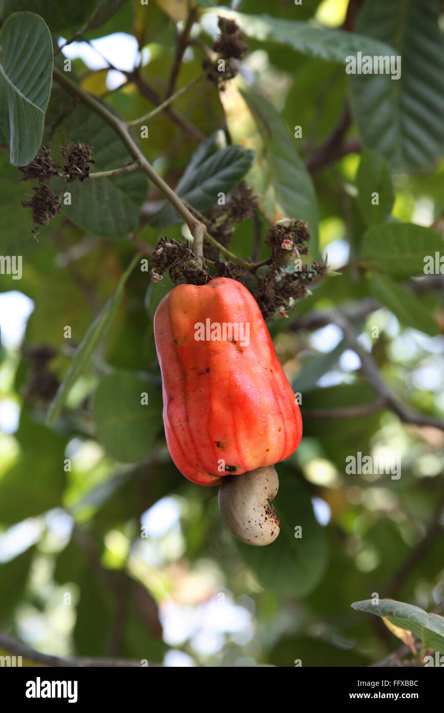 Plante cajou Banque de photographies et d’images à haute résolution - Alamy