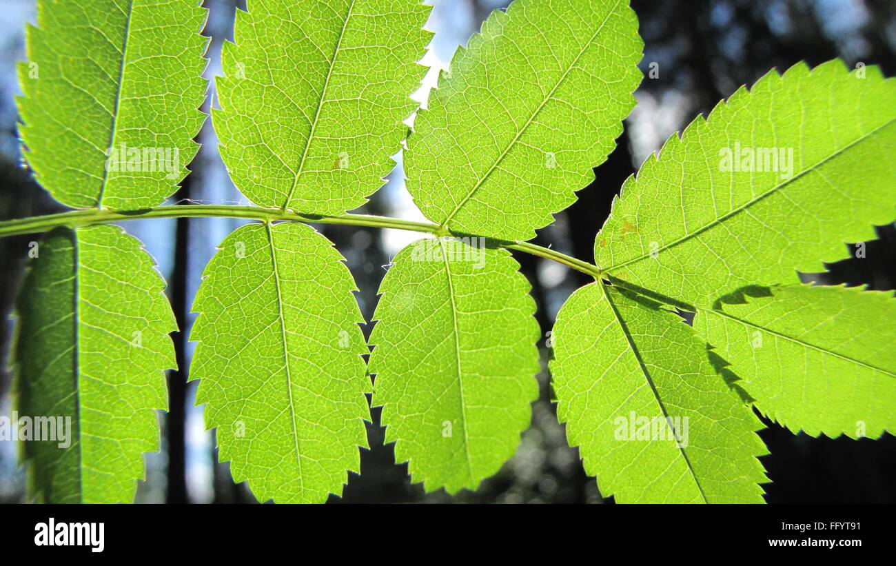 Rameau avec feuilles Banque de photographies et d’images à haute ...