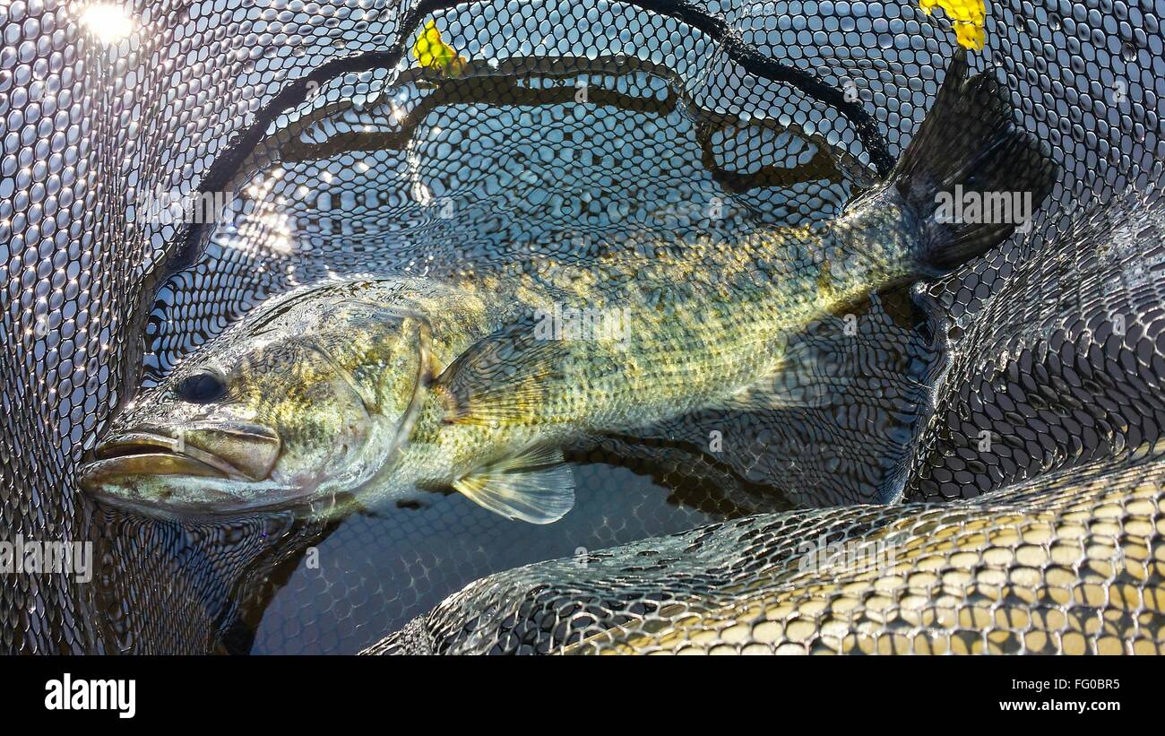 Largemouth bass Banque de photographies et d’images à haute résolution ...
