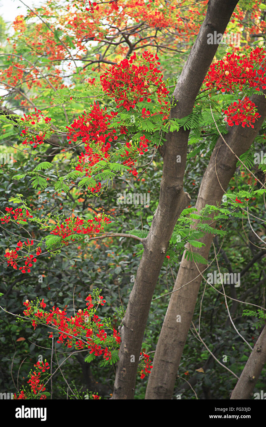 Feuilles vertes et de fleurs rouges de gul mohur tree Delonix regia ...