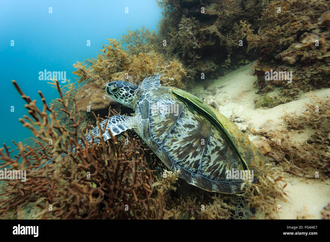 Tortue de mer noire Banque de photographies et d’images à haute ...