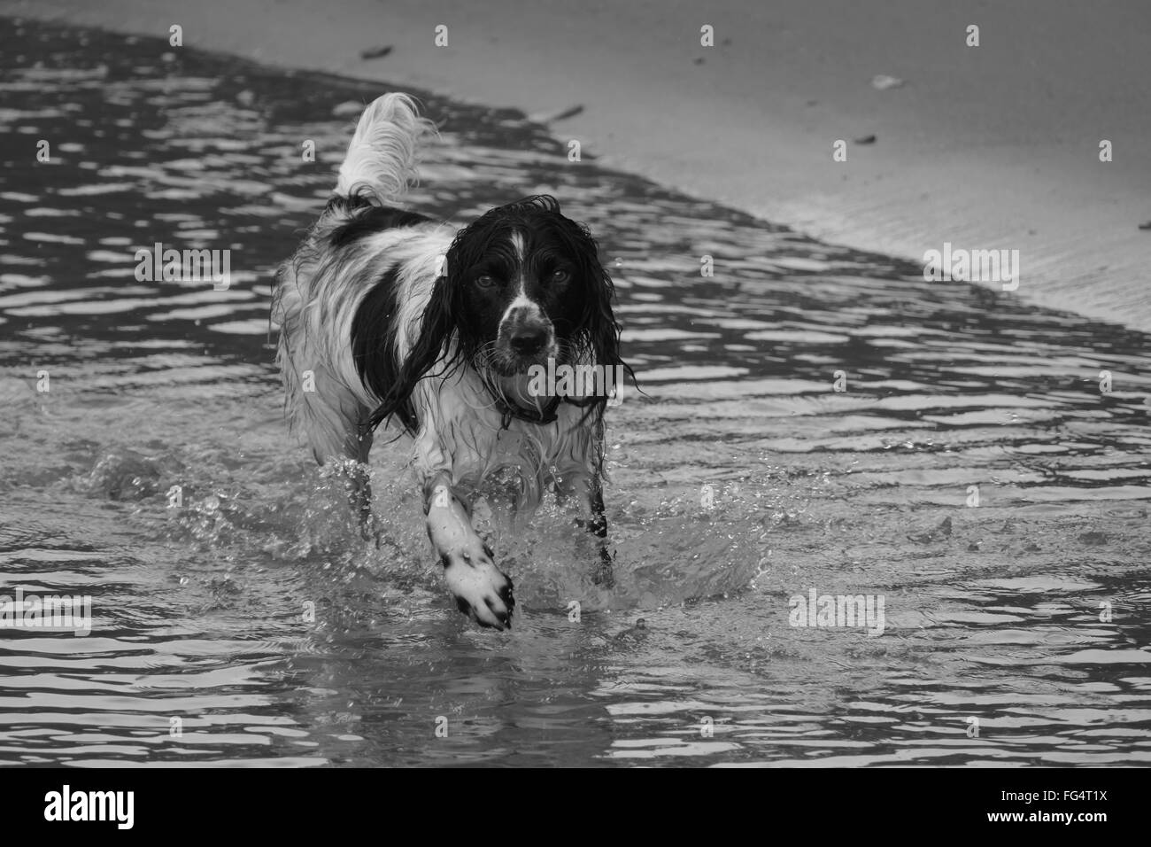Springer anglais noir et blanc Banque de photographies et d’images à ...