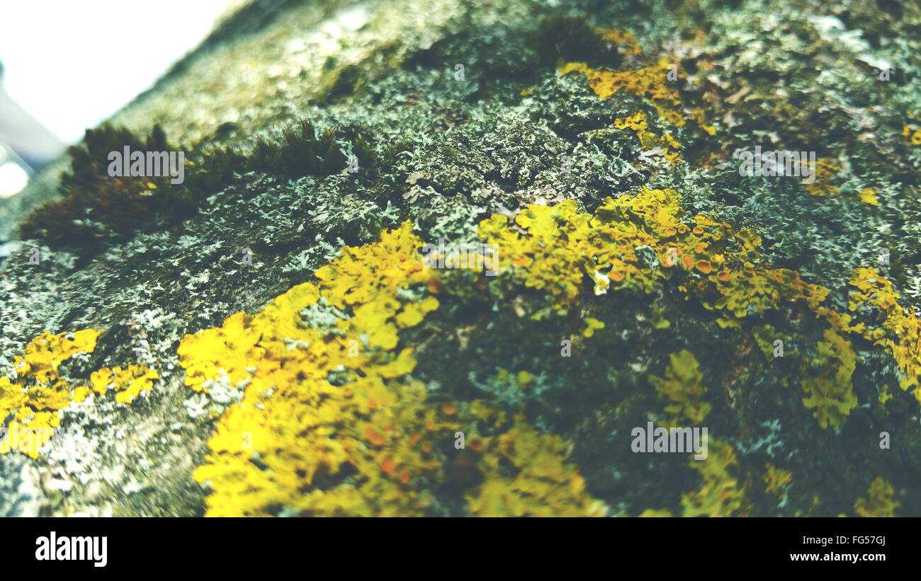 Mousse et lichen sur rocher Banque de photographies et d’images à haute ...