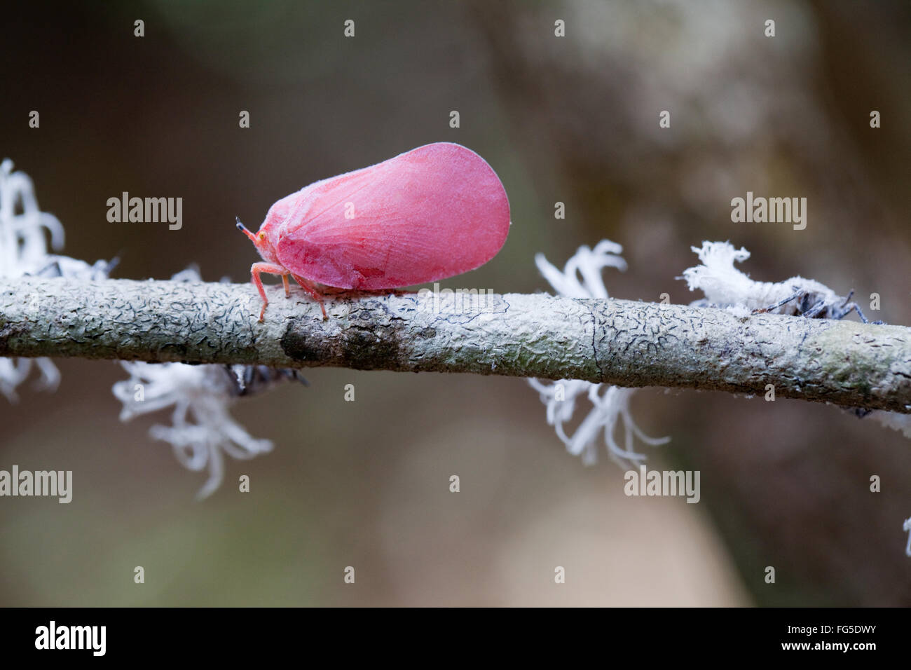 Punaise De Madagascar Banque d'image et photos - Alamy